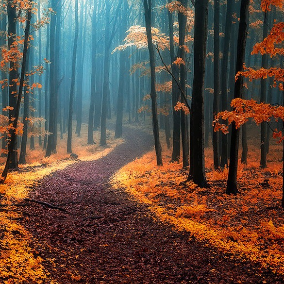 Forging Paths - Contact Us